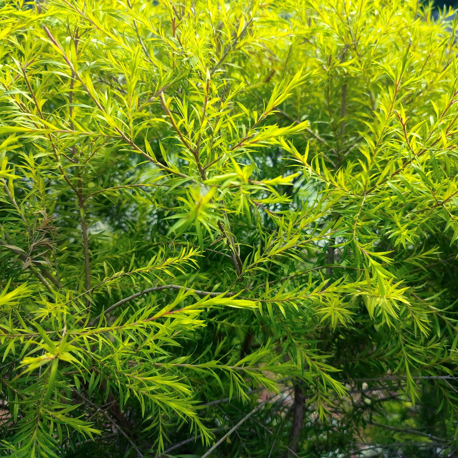 Balmonds Tea Tree Balm - Natural, Traditional All-Purpose Ointment