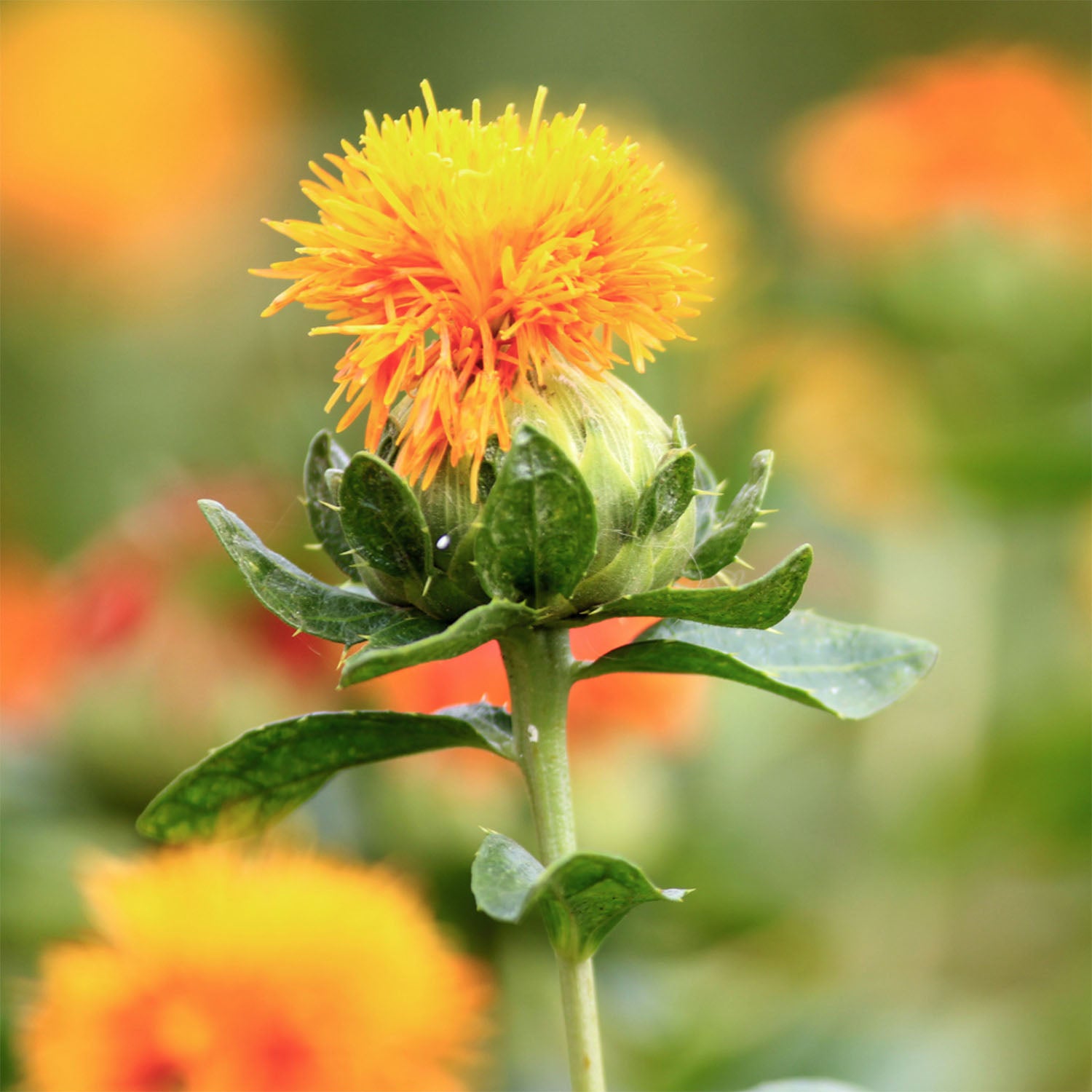 Balmonds Tea Tree Balm - Natural, Traditional All-Purpose Ointment